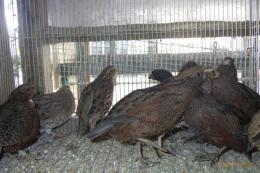 TA-904 アメリカコリンウズラ 赤種のペアで | キットウココ ペット部