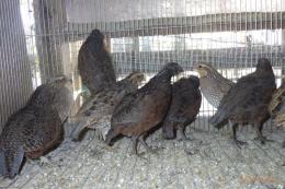 TA-904 アメリカコリンウズラ 赤種のペアで | キットウココ ペット部