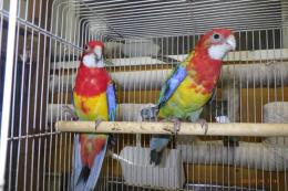 IN-4243 24年生 ナナクサインコ・残り1ペア | キットウココ ペット部