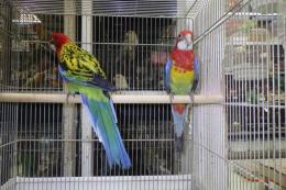 IN-4243 24年生 ナナクサインコ・残り1ペア | キットウココ ペット部