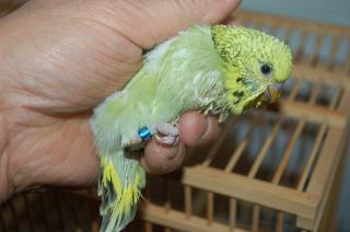 IN-1252 会用のジャンボセキセイの親から生まれた仔に成ります。 | キットウココ ペット部