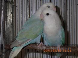 IN-4110 コザクラインコ・アクアターコイズシナモン・オパーリン ♀ | キットウココ ペット部