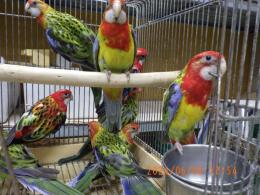 IN-4128 ナナクサインコ・ノーマルの雄 若(転記更新) | キットウココ ペット部