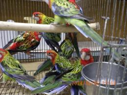 IN-4128 ナナクサインコ・ノーマルの雄 若(転記更新) | キットウココ ペット部