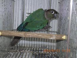 IN-4139 ホホミドリアカオウロコインコ・コバルトブルー 輸入 雄 | キットウココ ペット部