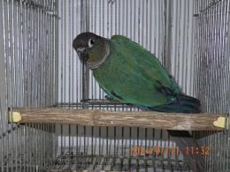 IN-4139 ホホミドリアカオウロコインコ・コバルトブルー 輸入 雄 | キットウココ ペット部