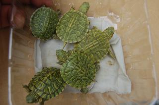 KI-105 リオグランデスライダー | キットウココ ペット部