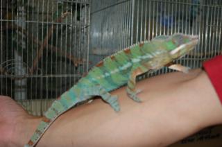 KI-116 パンサーカメレオンの雄 | キットウココ ペット部