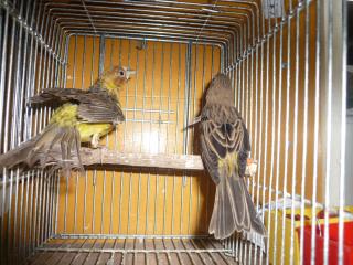 KOT-1458 チャキンチョウの雄雌で | キットウココ ペット部